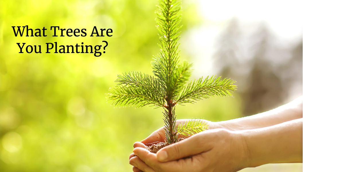 Writing as Planting Trees