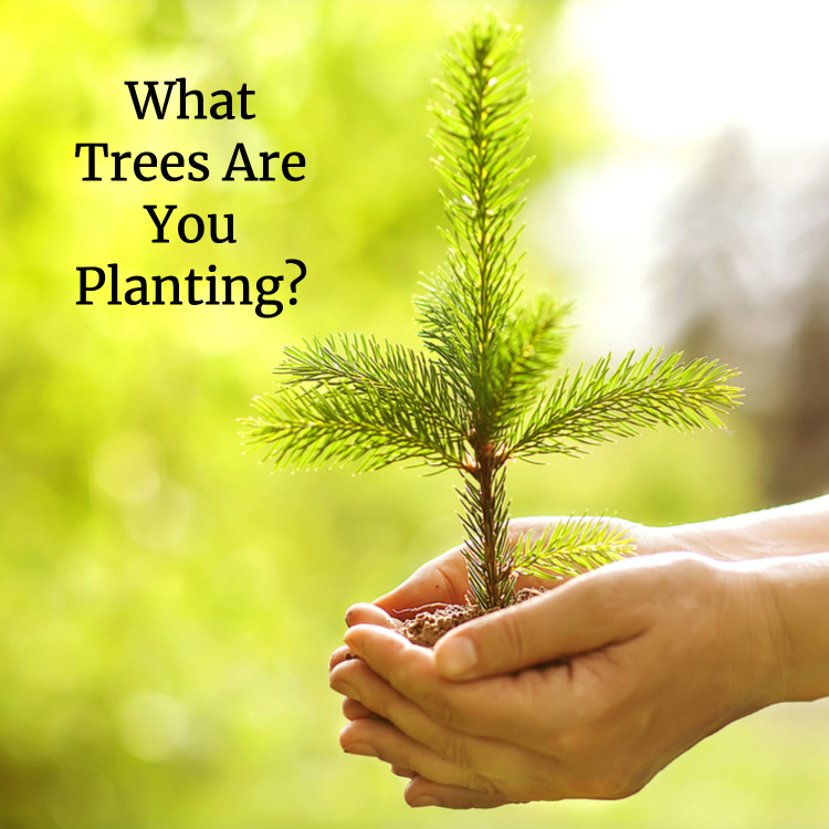 Writing as Planting Trees - Anne Janzer